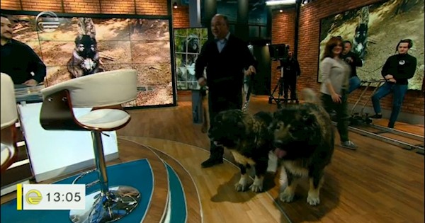 ქართული მთის ძაღლი განსაცდელშია