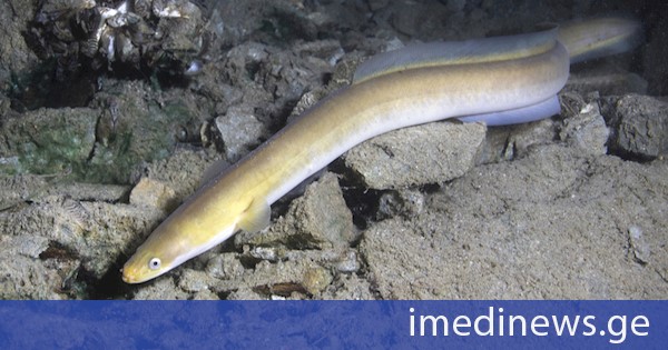 ქუთაისის მე-17 ბაგა-ბაღში, ქვეწარმავლების გამო, სასწავლო პროცესი ...