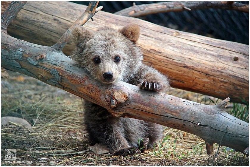 თბილისის ზოოპარკში ცაგერიდან ჩაყვანილი დათვის ბელი გამოჯანმრთელდა ...
