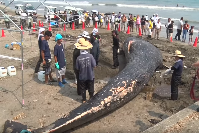 იაპონიაში ზღვამ მკვდარი ლურჯი ვეშაპი გამორიყა. ვიდეო | imedinews