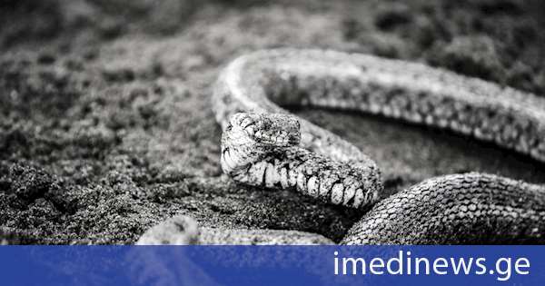 ბერლინის აეროპორტში დააკავეს მგზავრი, რომელიც შარვალში გველს მალავდა ...