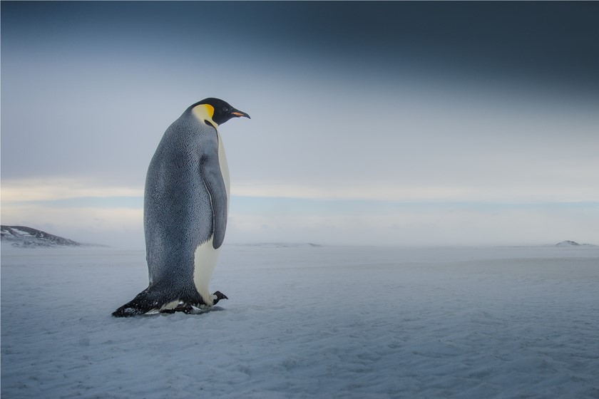 უძველესი გიგანტური პინგვინის ნამარხის ნაშთი აღმოაჩინეს | imedinews