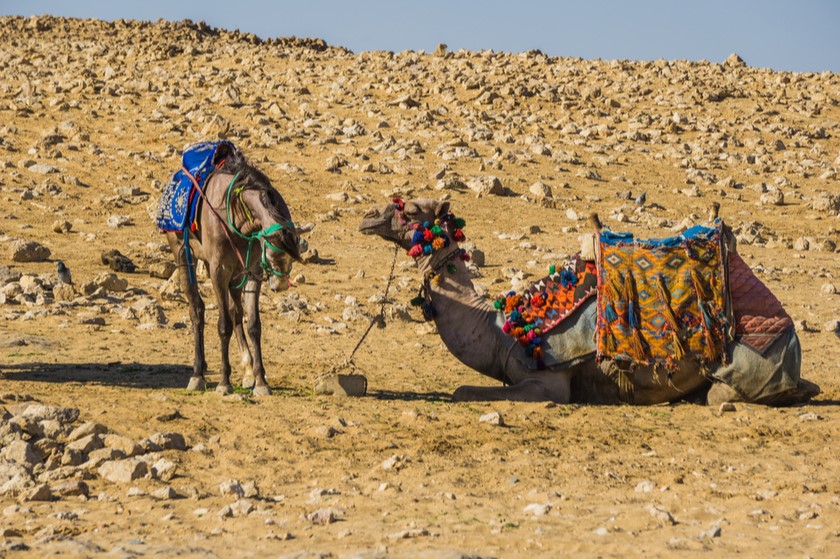 არაბული ქვეყნებისა და კატარის კონფლიქტს ათასობით აქლემი შეეწირა | imedinews